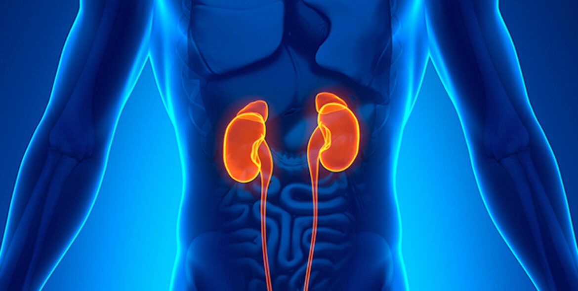 A importância da saúde dos seus Rins – Dr. Tulio Assis